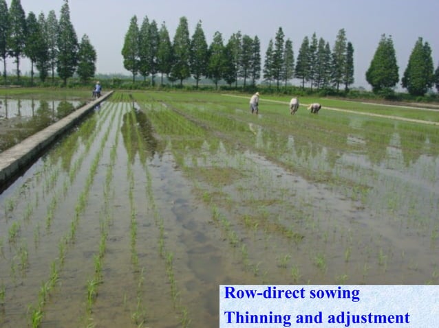 0605 Non-flooding Rice Farming Technology In Irrigated Paddy Field | PPT