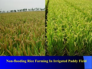 0605 Non-flooding Rice Farming Technology In Irrigated Paddy Field | PPT