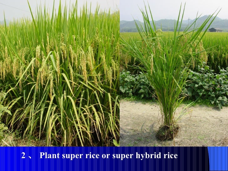 0605 Non-flooding Rice Farming Technology In Irrigated Paddy Field