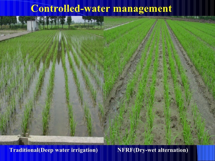 0605 Non-flooding Rice Farming Technology In Irrigated Paddy Field