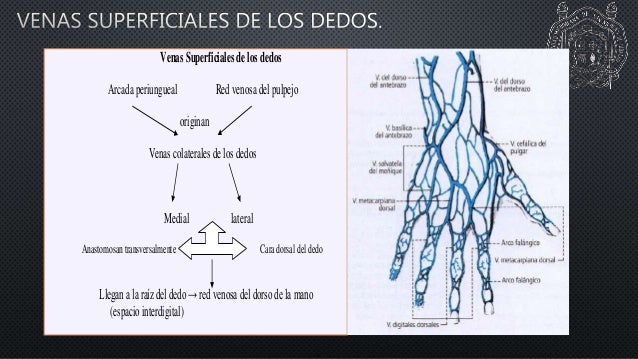060 venas de la extremidad superior 623 626 gpba11