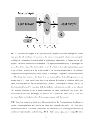 Could humans recognize odor by phonon assisted tunneling | PDF