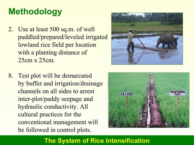 0630 System of Rice Intensification (SRI) On–Farm Trials in Eastern ...
