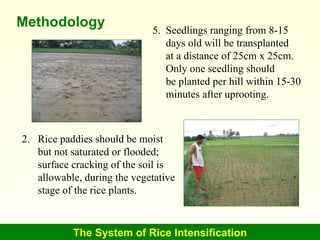 0630 System of Rice Intensification (SRI) On–Farm Trials in Eastern ...