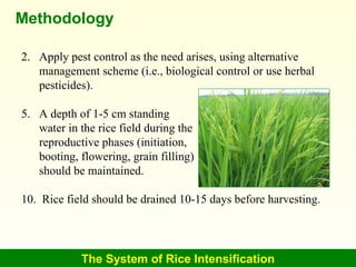 0630 System of Rice Intensification (SRI) On–Farm Trials in Eastern ...