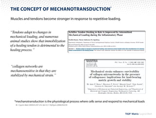 TIGR Matrix Synthetic Long Term Resorbable Surgical mesh | PPT