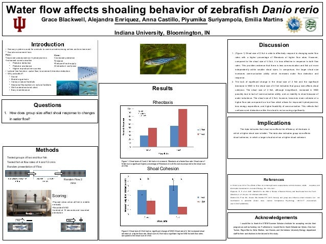 Summer 2015 Zebrafish Poster (2)