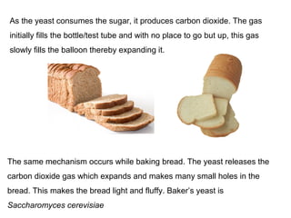Alcoholic Fermentation Bread