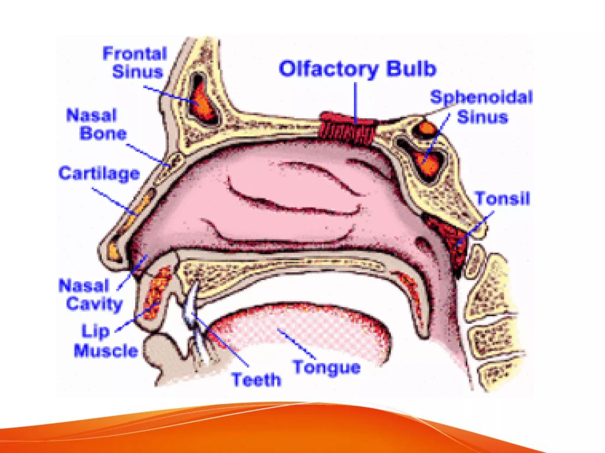 ANATOMY OF NOSE | PDF