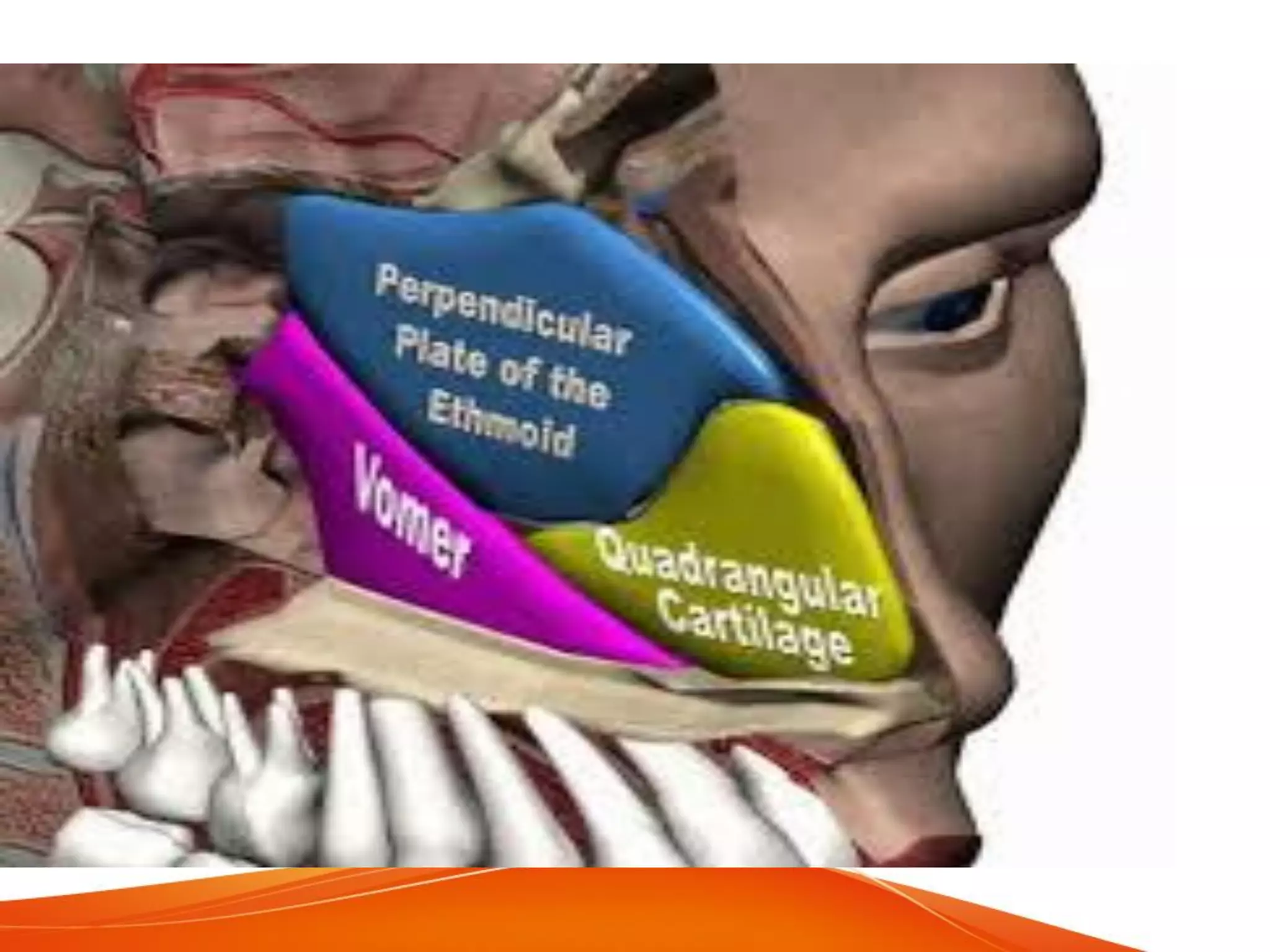 ANATOMY OF NOSE | PDF