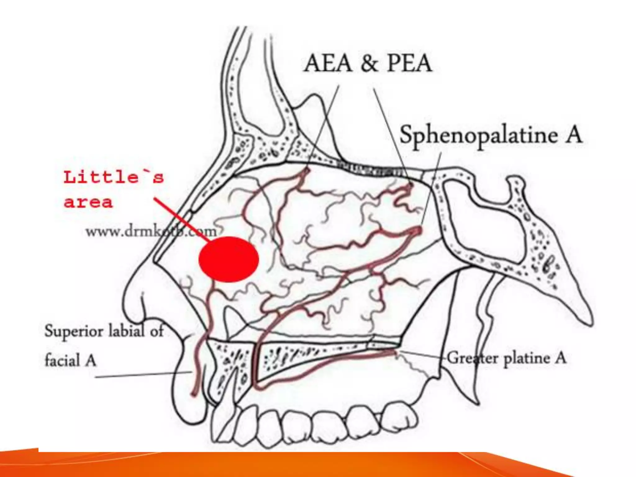 ANATOMY OF NOSE | PDF