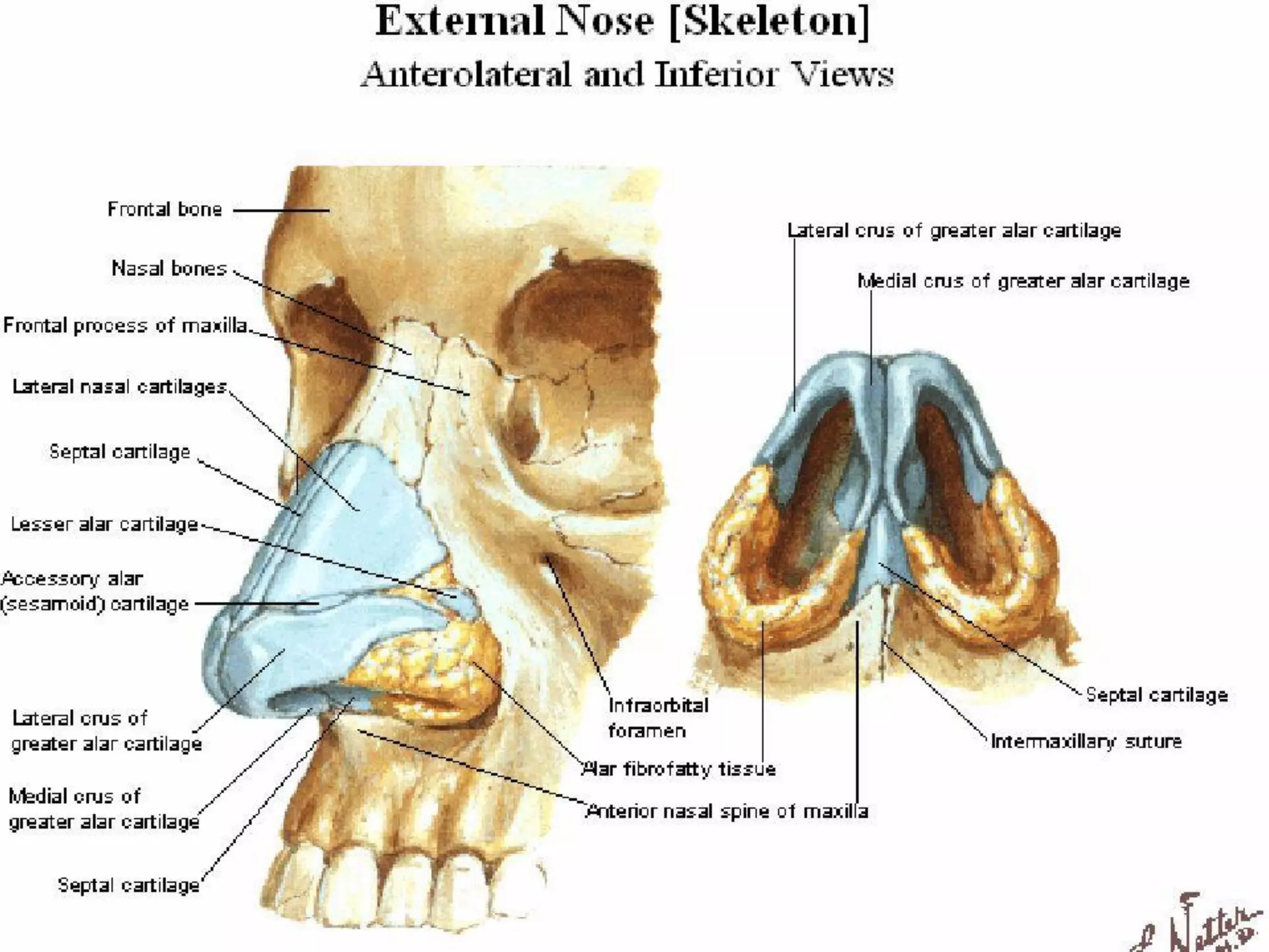 ANATOMY OF NOSE | PDF
