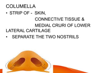 ANATOMY OF NOSE | PDF