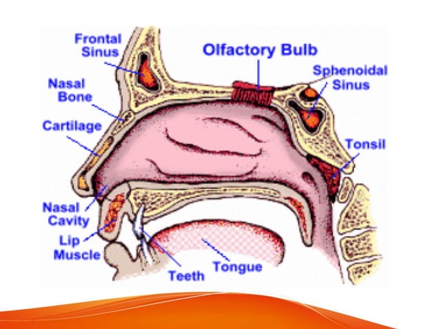 ANATOMY OF NOSE | PDF | Ear, Nose and Throat Conditions | Diseases and ...