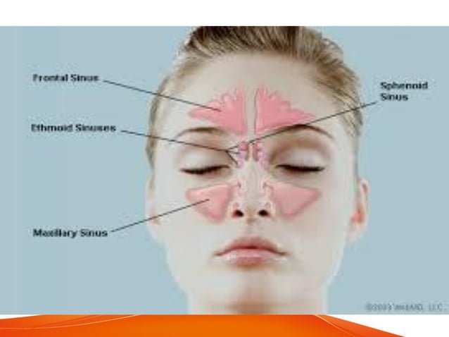 ANATOMY OF NOSE | PDF | Ear, Nose and Throat Conditions | Diseases and ...