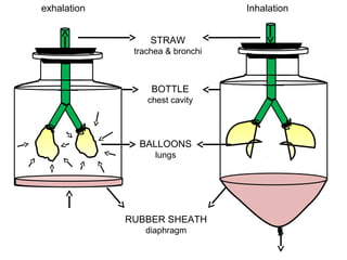 069 breathing mechanism | PPT