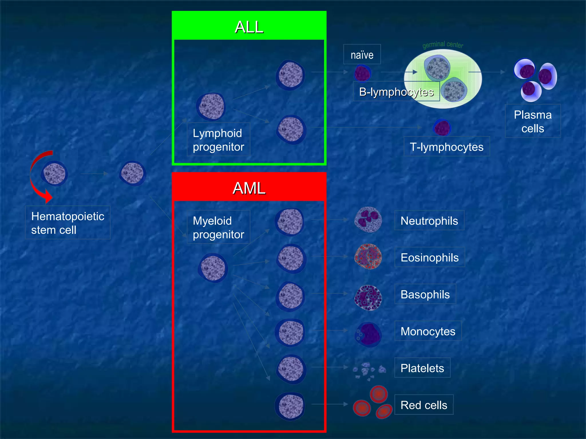 AML vs ALL 5th Semester | PPT