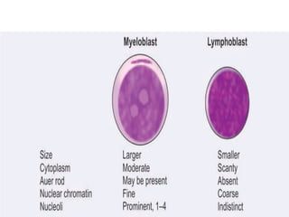 Lymphoblast Vs Myeloblast
