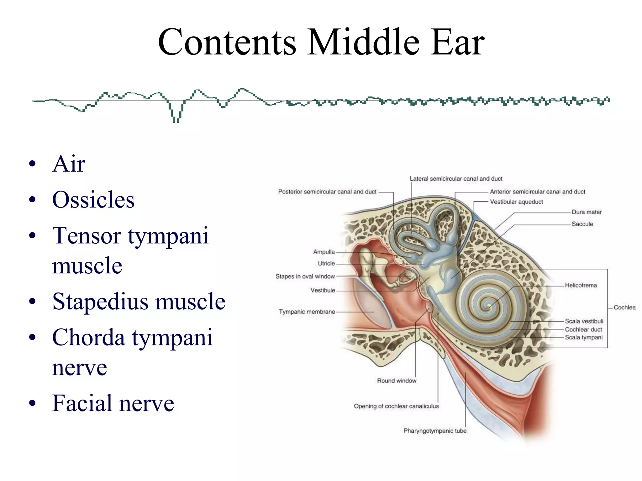 Anatomy of ear.ppt