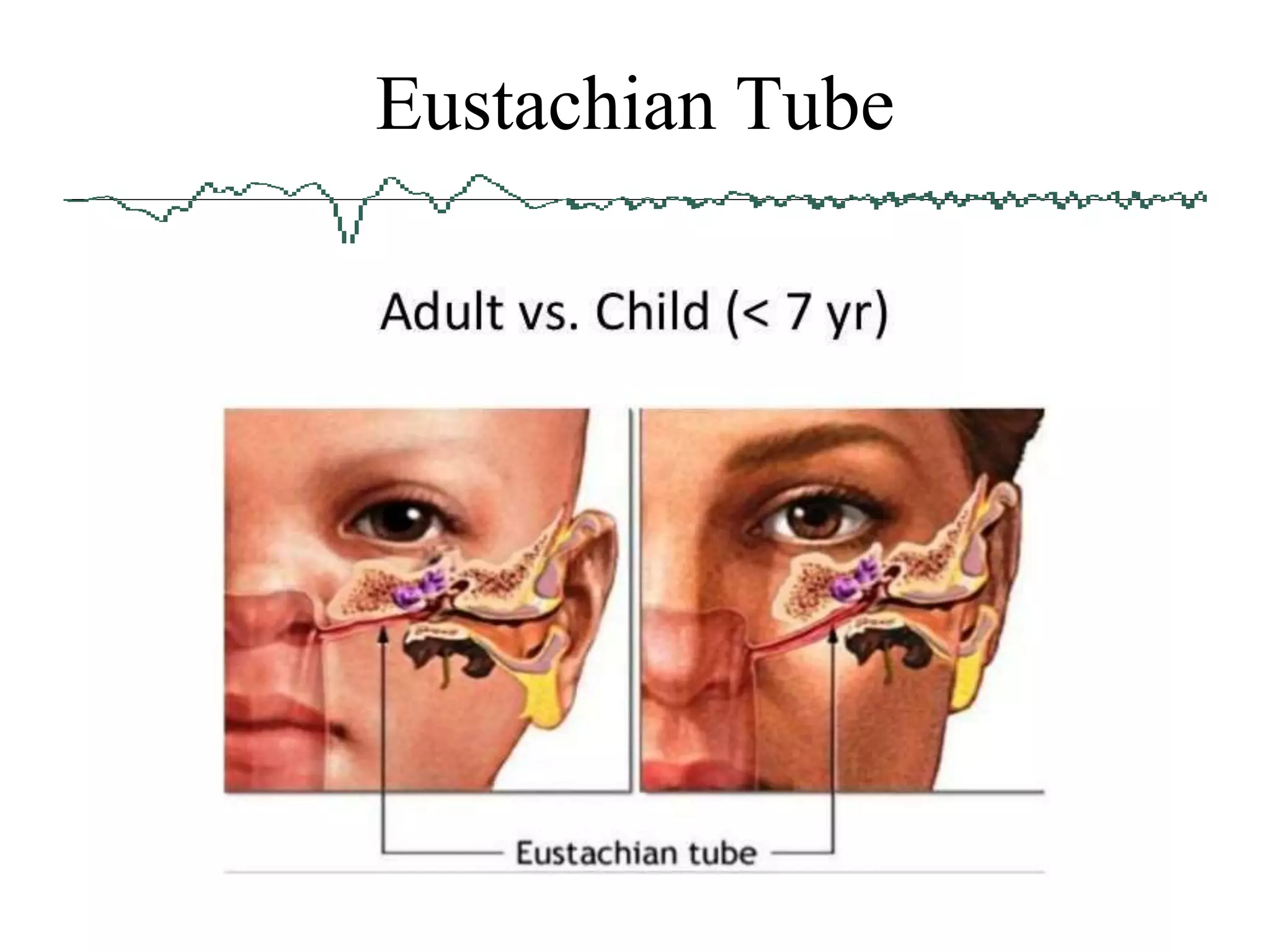 Anatomy of ear.ppt