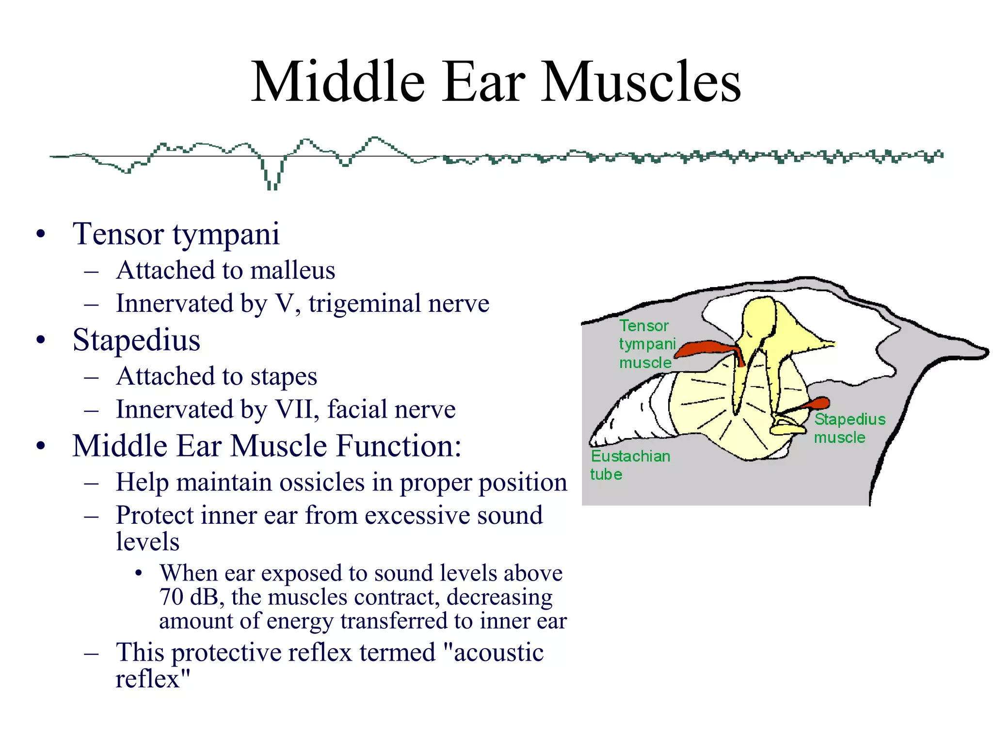Anatomy of ear.ppt