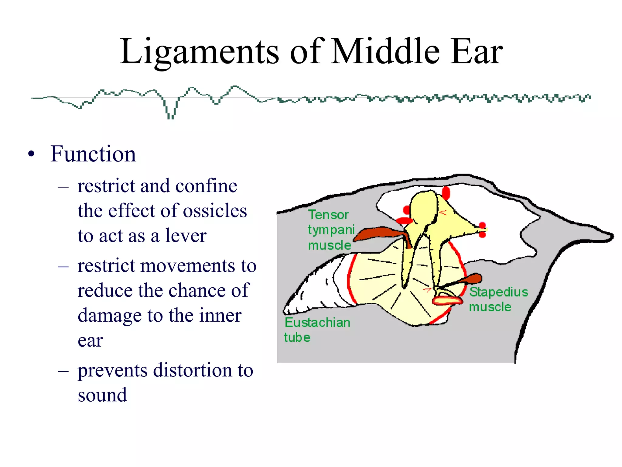 Anatomy of ear.ppt