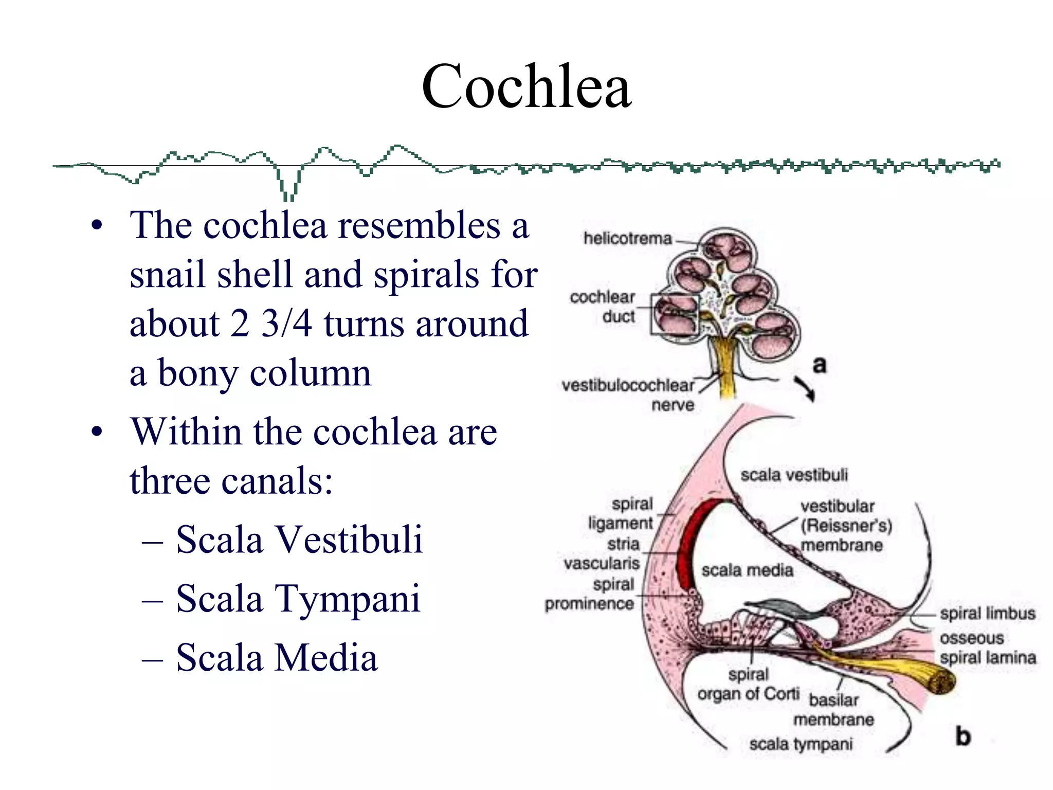 Anatomy of ear.ppt