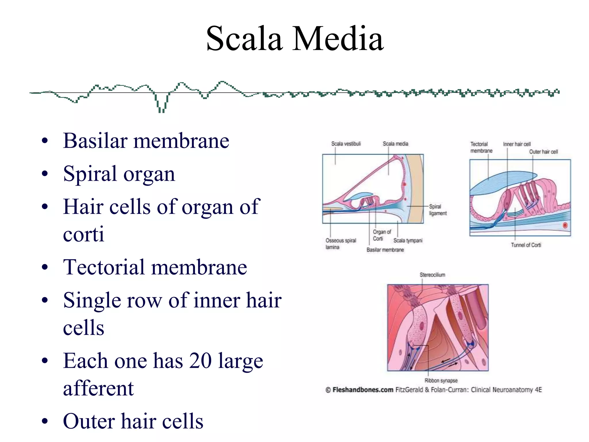 Anatomy of ear.ppt