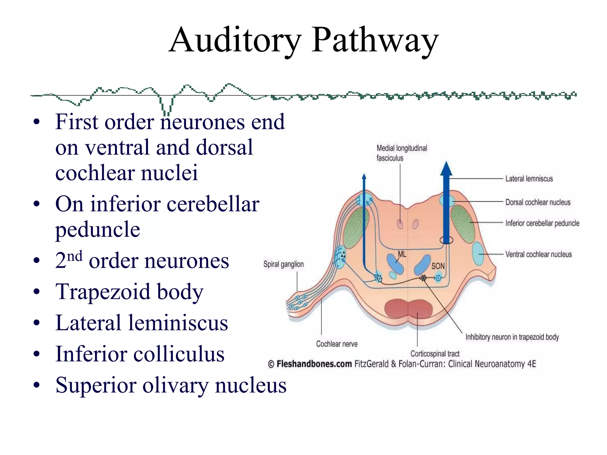 Anatomy of ear.ppt