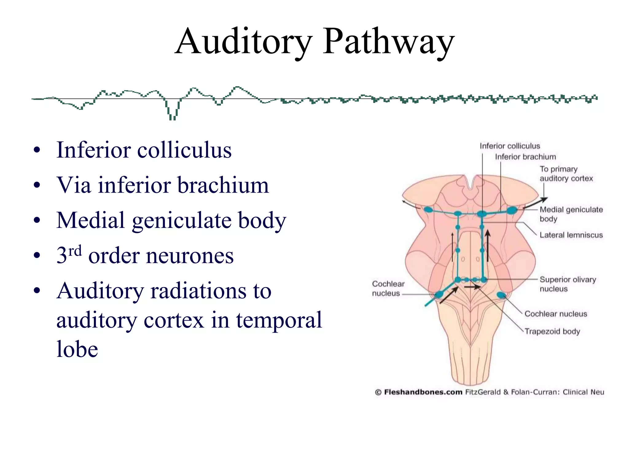 Anatomy of ear.ppt