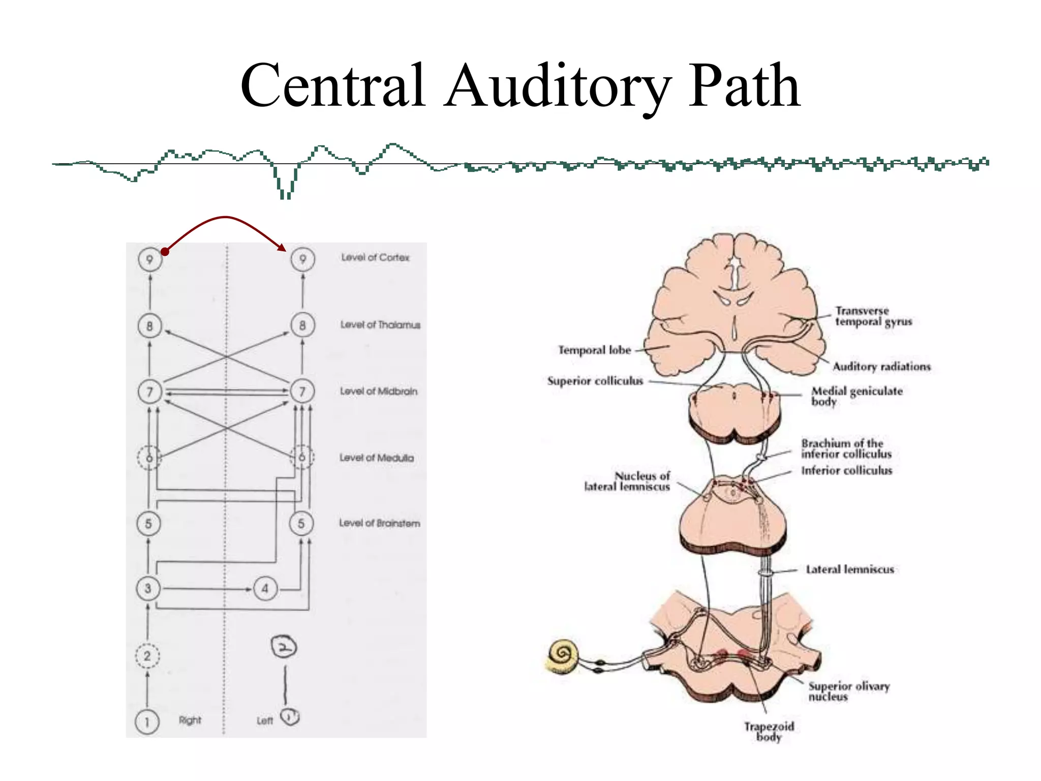 Anatomy of ear.ppt