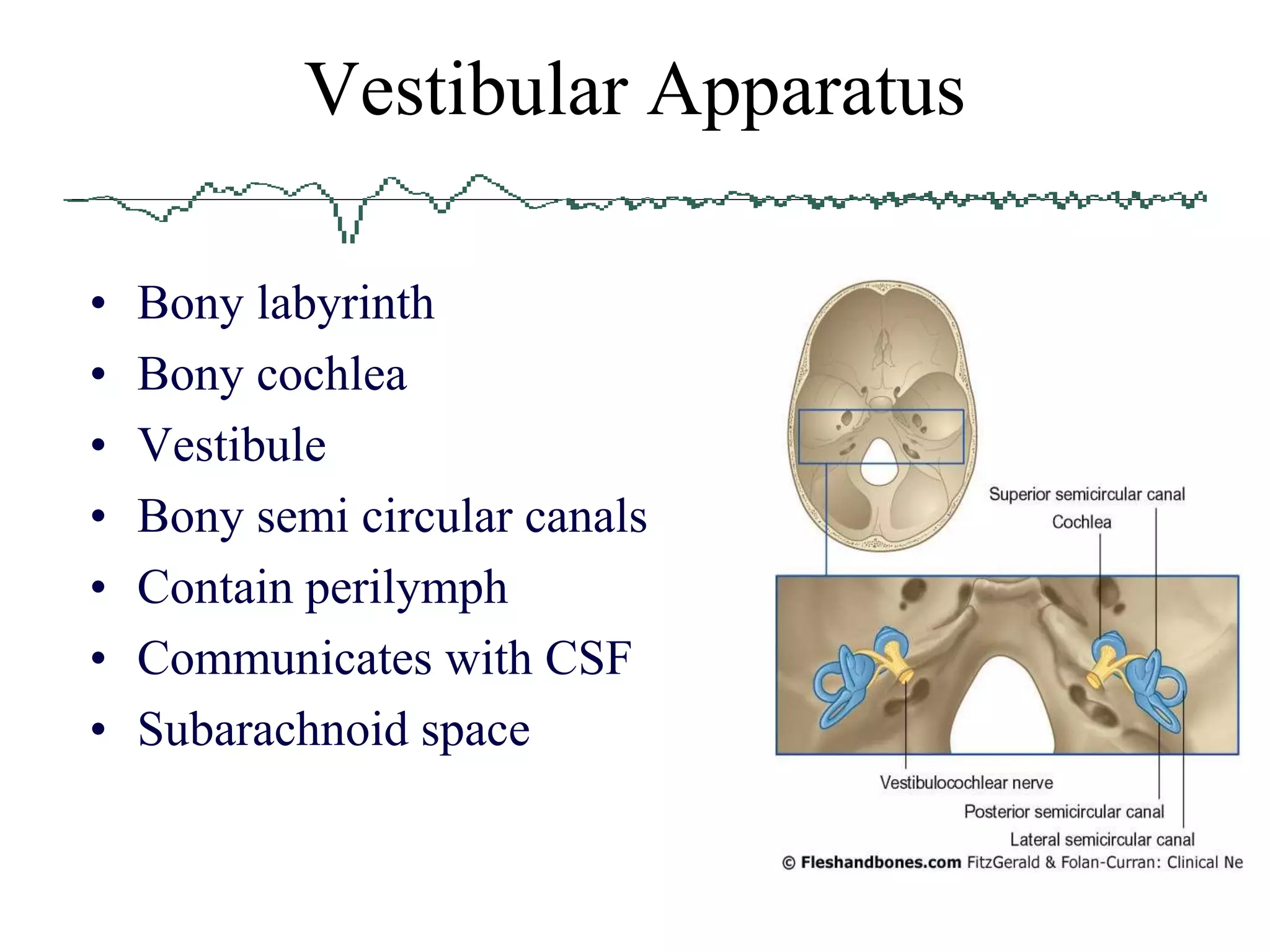 Anatomy of ear.ppt