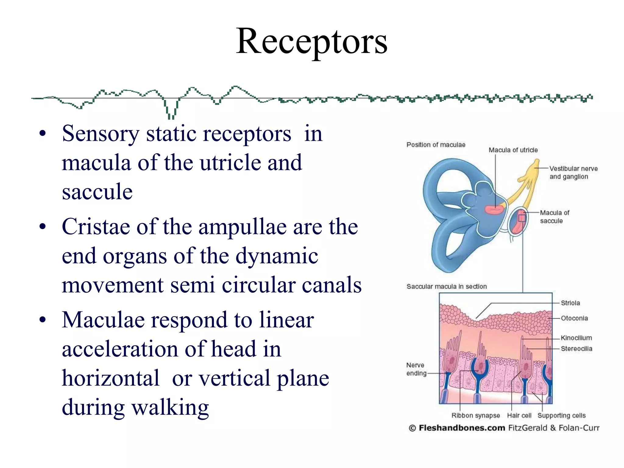 Anatomy of ear.ppt