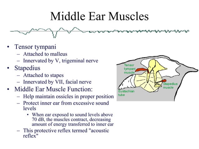 Anatomy of ear.ppt