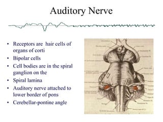 Anatomy of ear.ppt