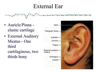 Anatomy of ear.ppt