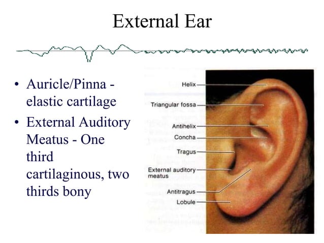 Anatomy of ear.ppt