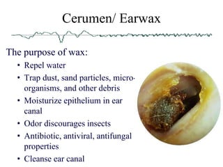 Anatomy of ear.ppt