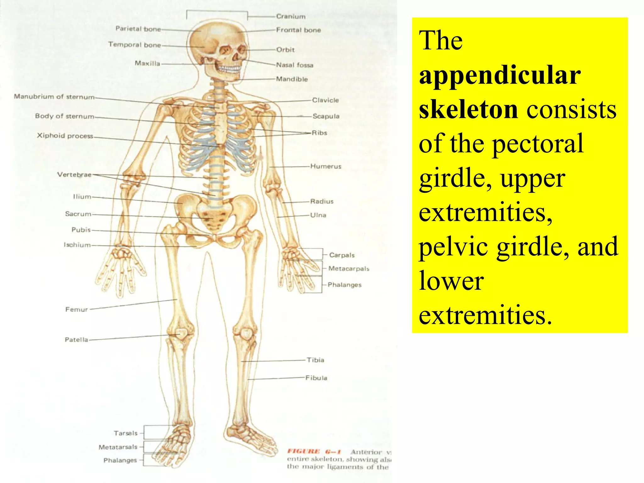 06 Appendicular Skeleton Pectoral Girdle And Upper Limbs | PPT