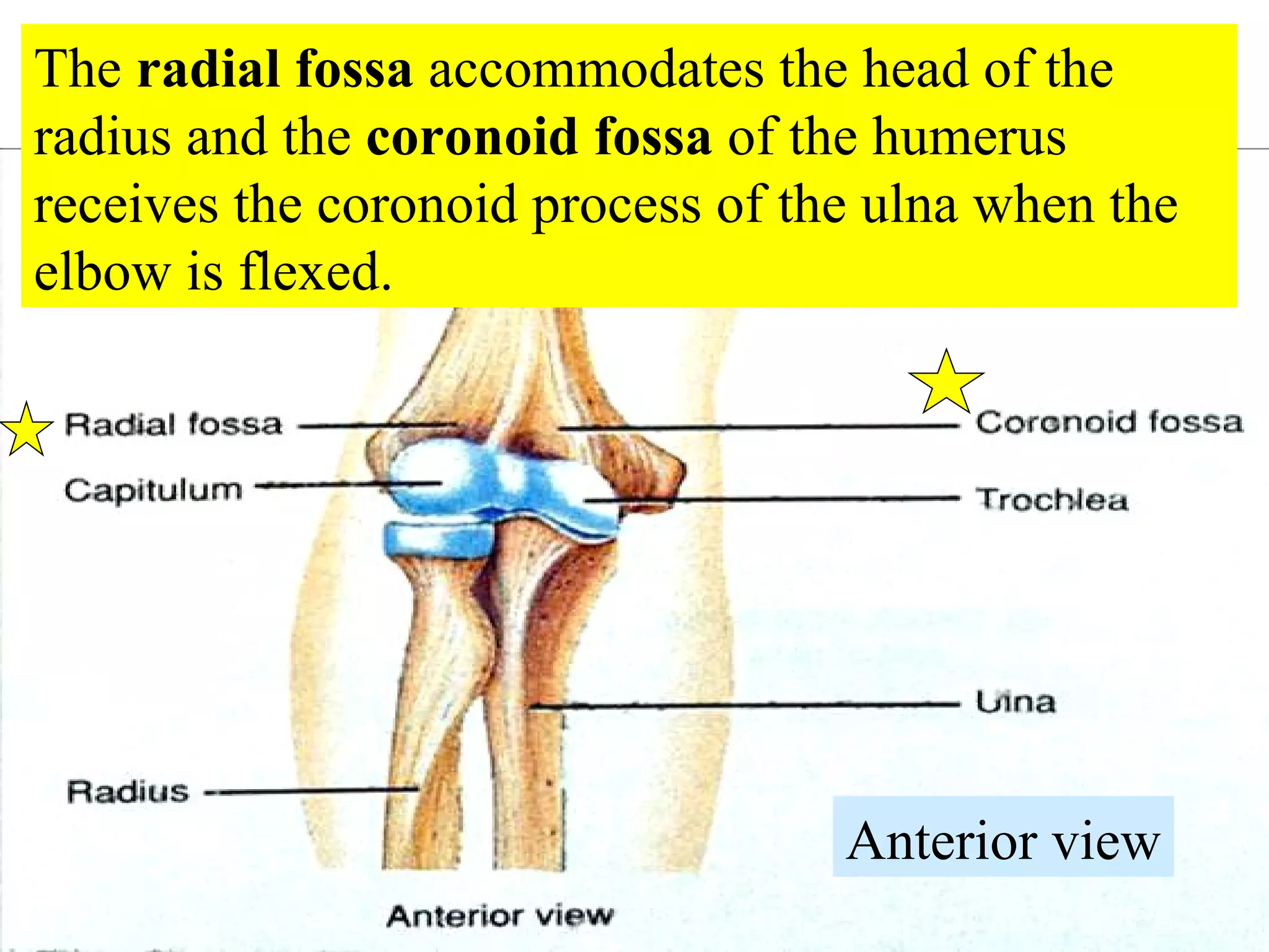 06 Appendicular Skeleton Pectoral Girdle And Upper Limbs | PPT