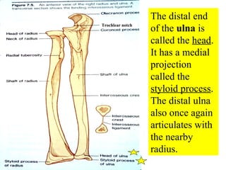 06 Appendicular Skeleton Pectoral Girdle And Upper Limbs | PPT