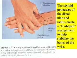Ulnar Styloid Process Palpation