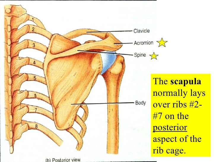 06 Appendicular Skeleton Pectoral Girdle And Upper Limbs