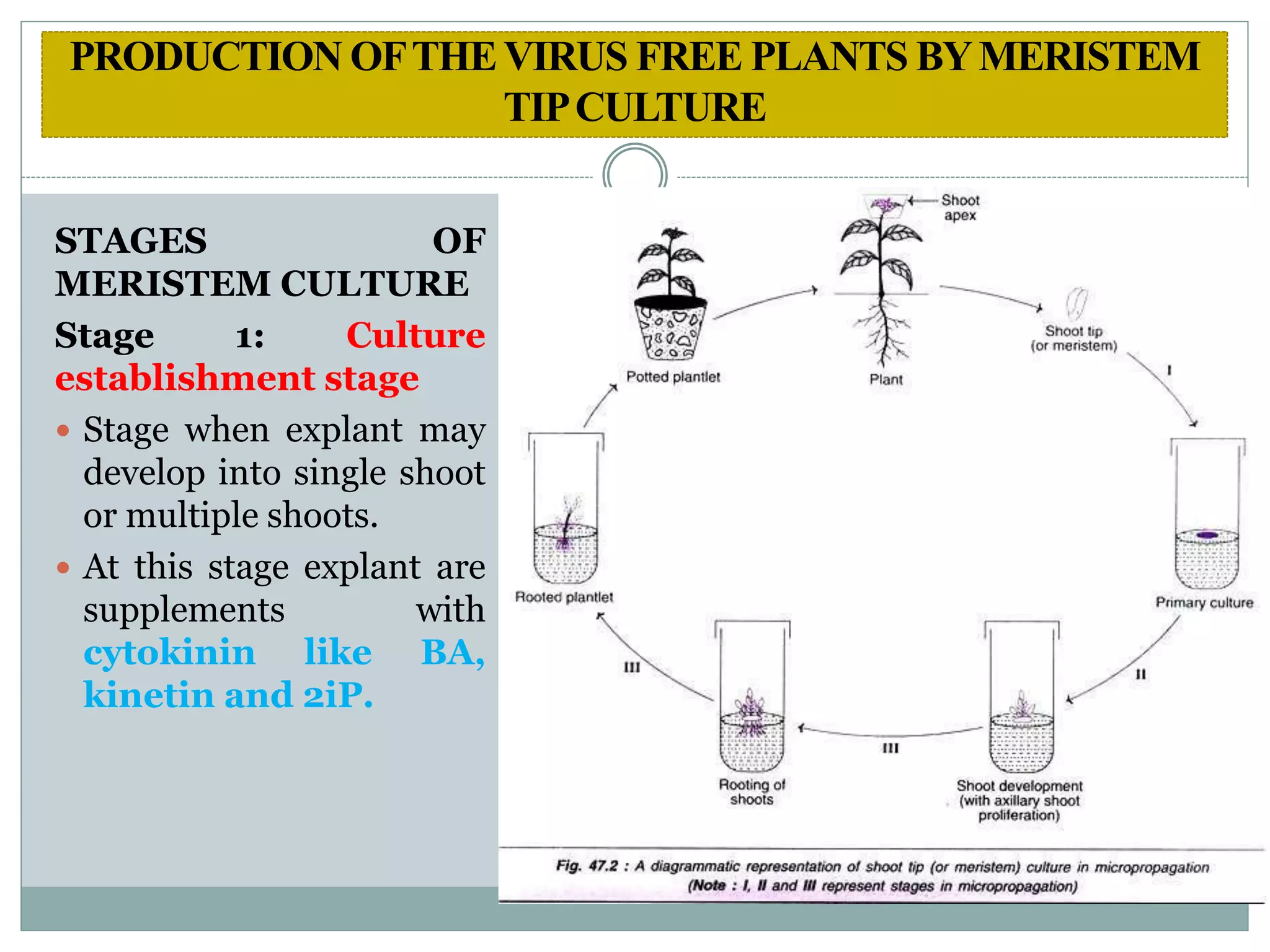 Meristem tip culture for the production of the virus free plants | PPTX