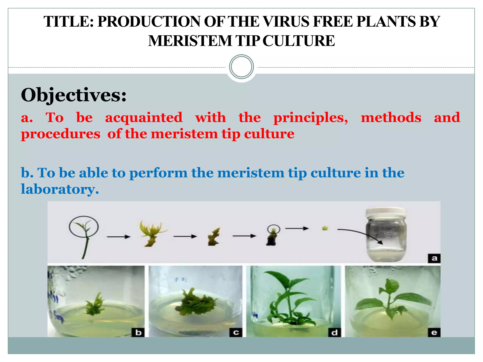 Meristem tip culture for the production of the virus free plants | PPTX