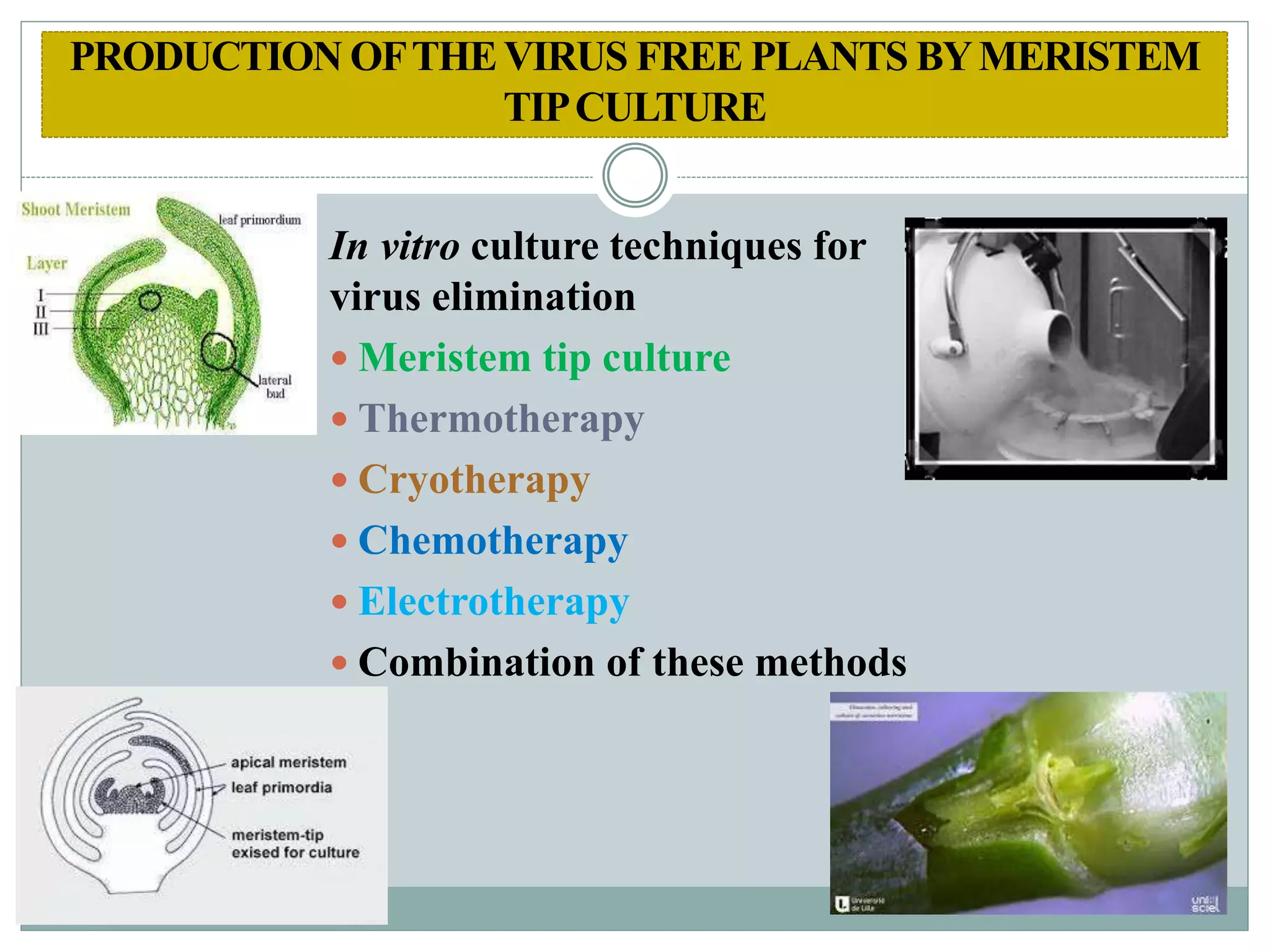Meristem tip culture for the production of the virus free plants | PPTX