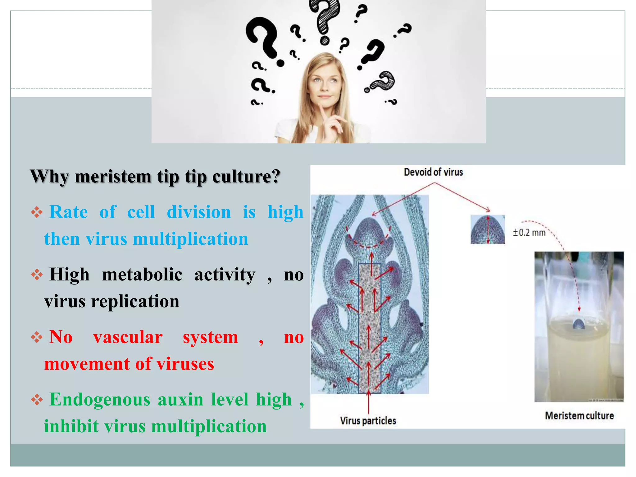 Meristem tip culture for the production of the virus free plants | PPTX