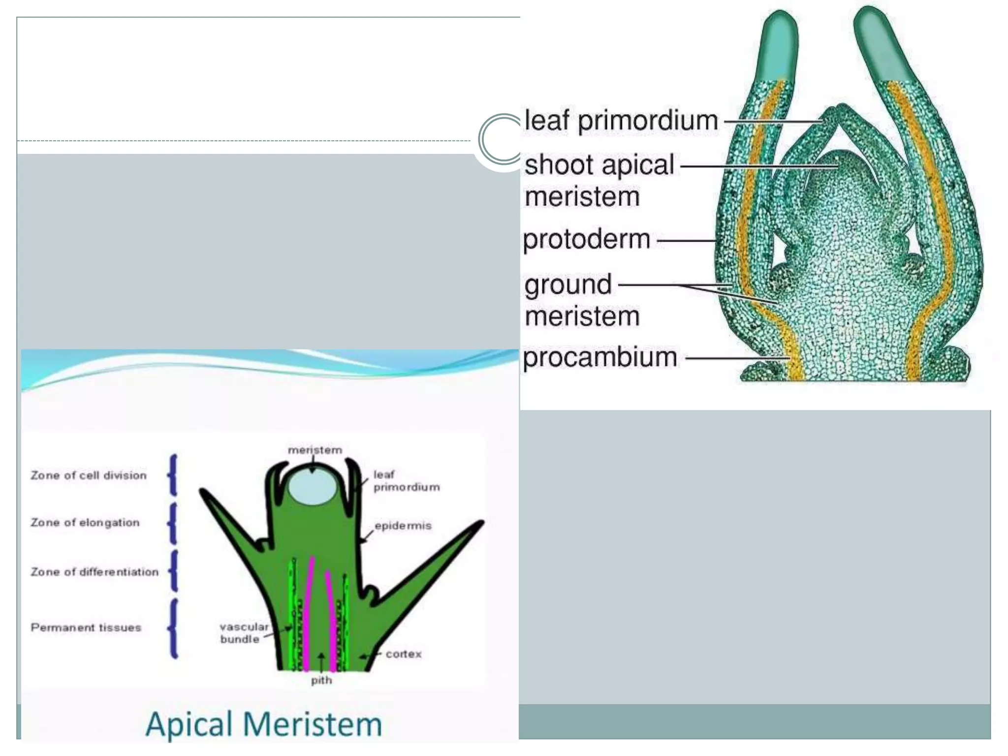 Meristem tip culture for the production of the virus free plants | PPTX