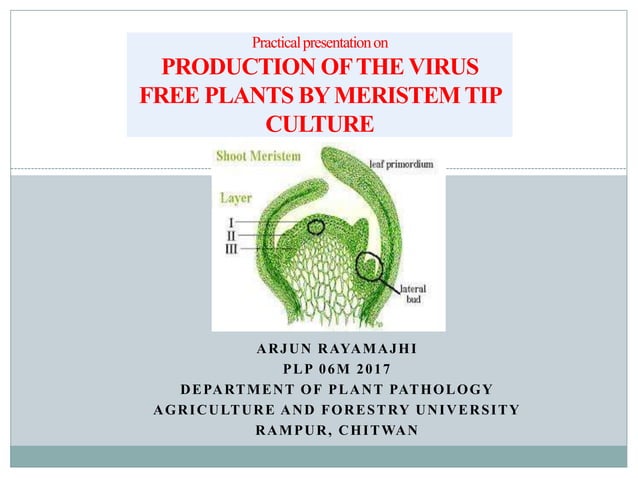 Meristem tip culture for the production of the virus free plants | PPTX ...