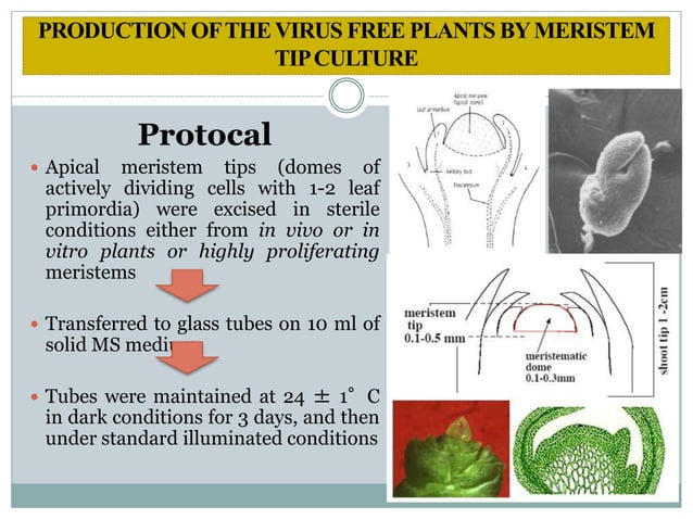 Meristem tip culture for the production of the virus free plants | PPTX ...